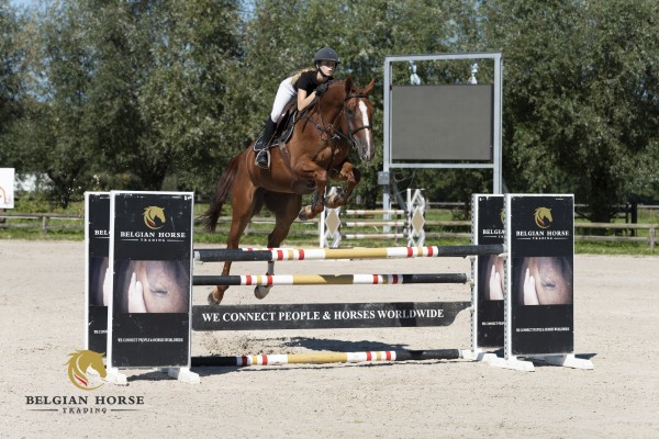 Belgian Horse Trading | 3. Reve de Roulard